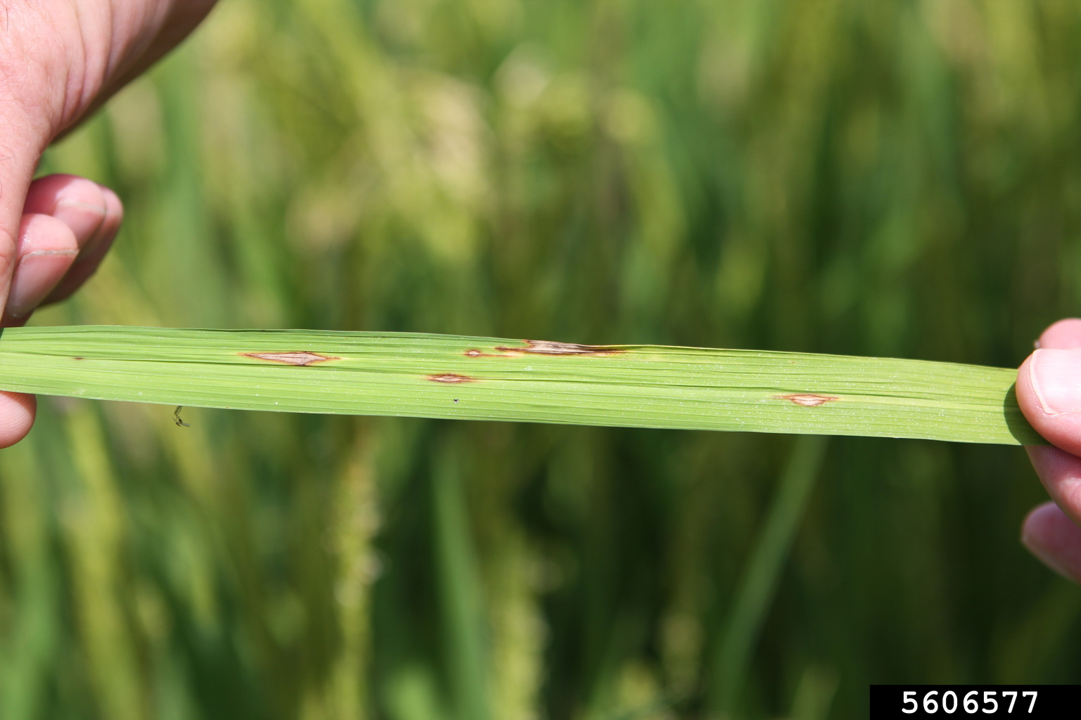 rice blast disease (Pyricularia oryzae)