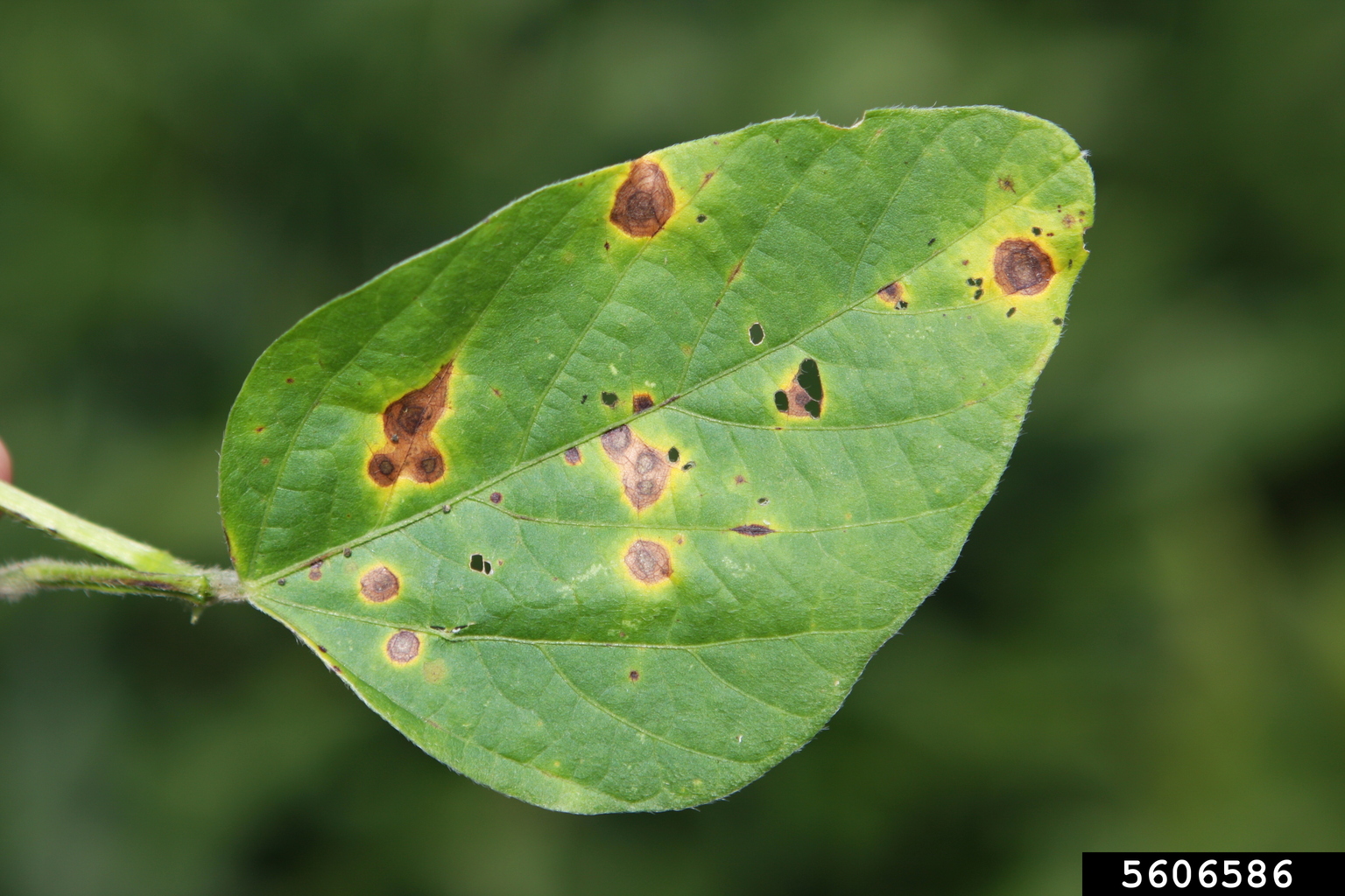 frogeye leaf spot (Cercospora sojina K. Hara)