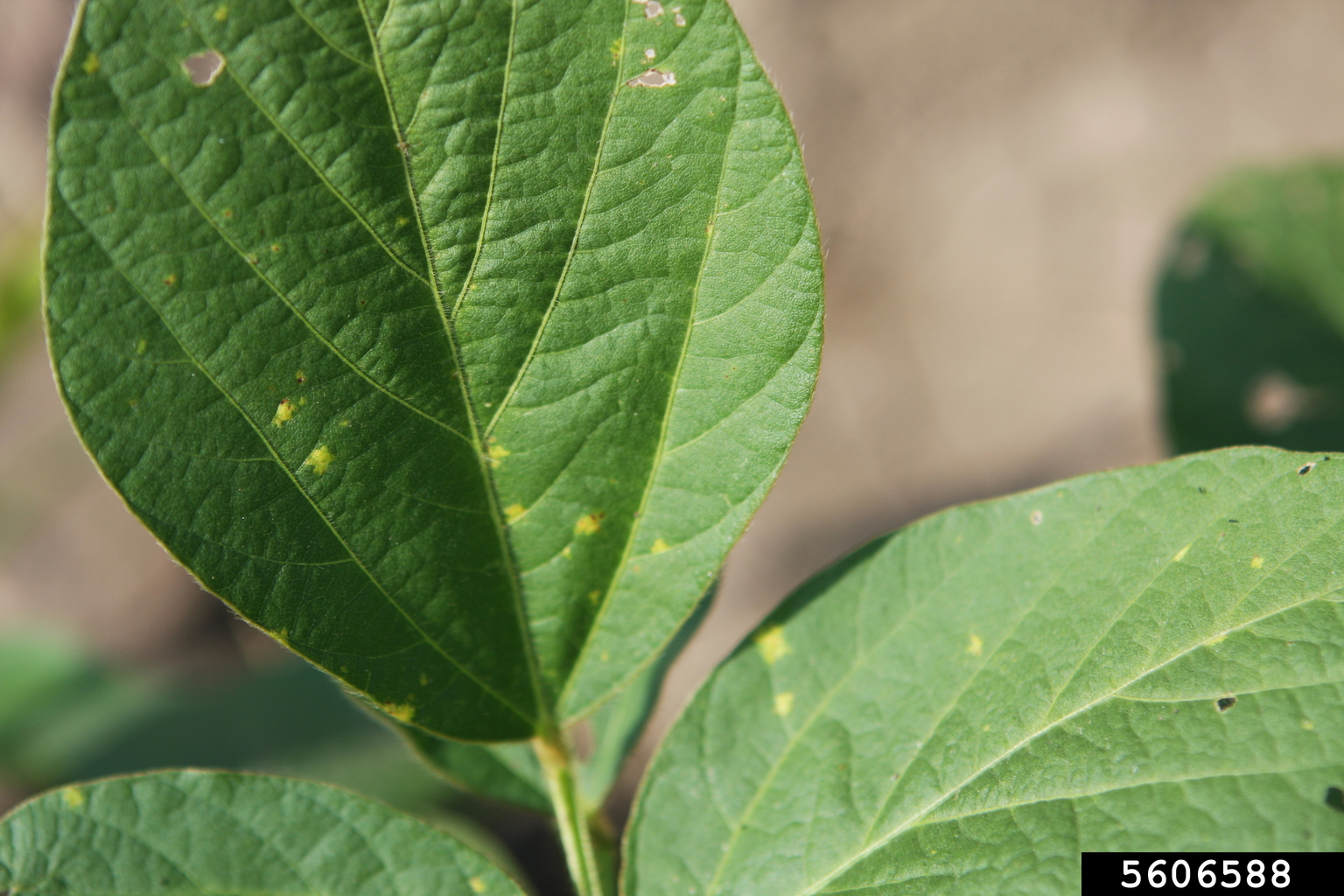 downy mildew (Peronospora manshurica (Naumov) Syd. In Gaum.)