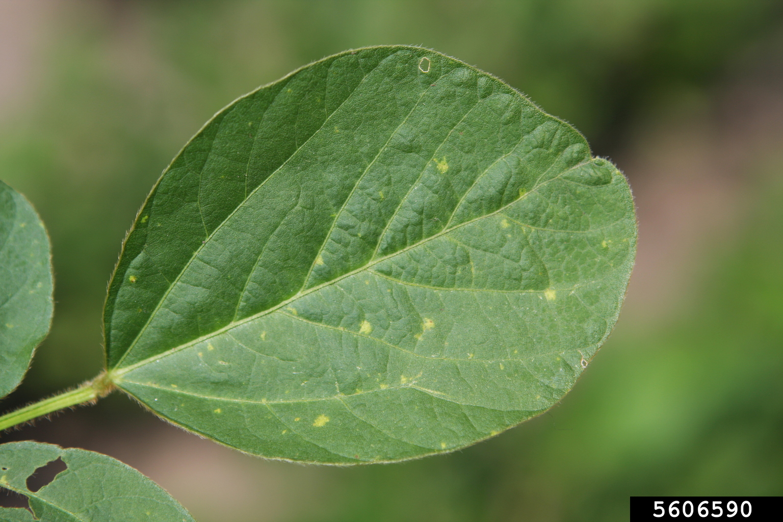 downy mildew (Peronospora manshurica (Naumov) Syd. In Gaum.)