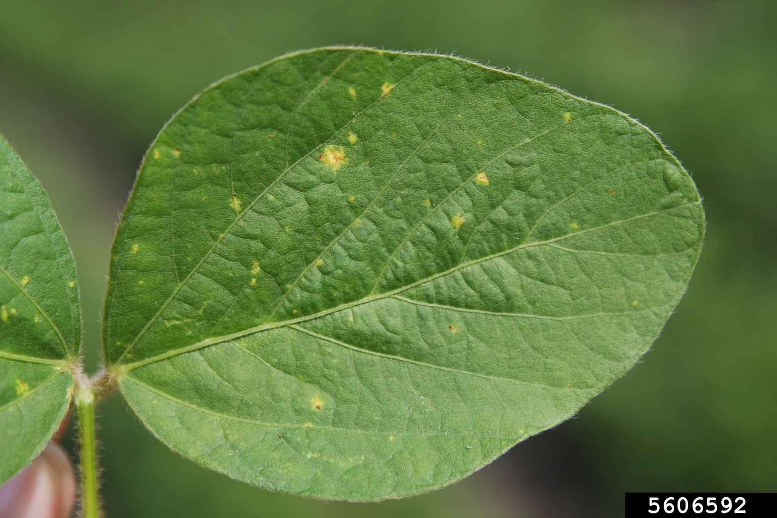 downy mildew (Peronospora manshurica (Naumov) Syd. In Gaum.)