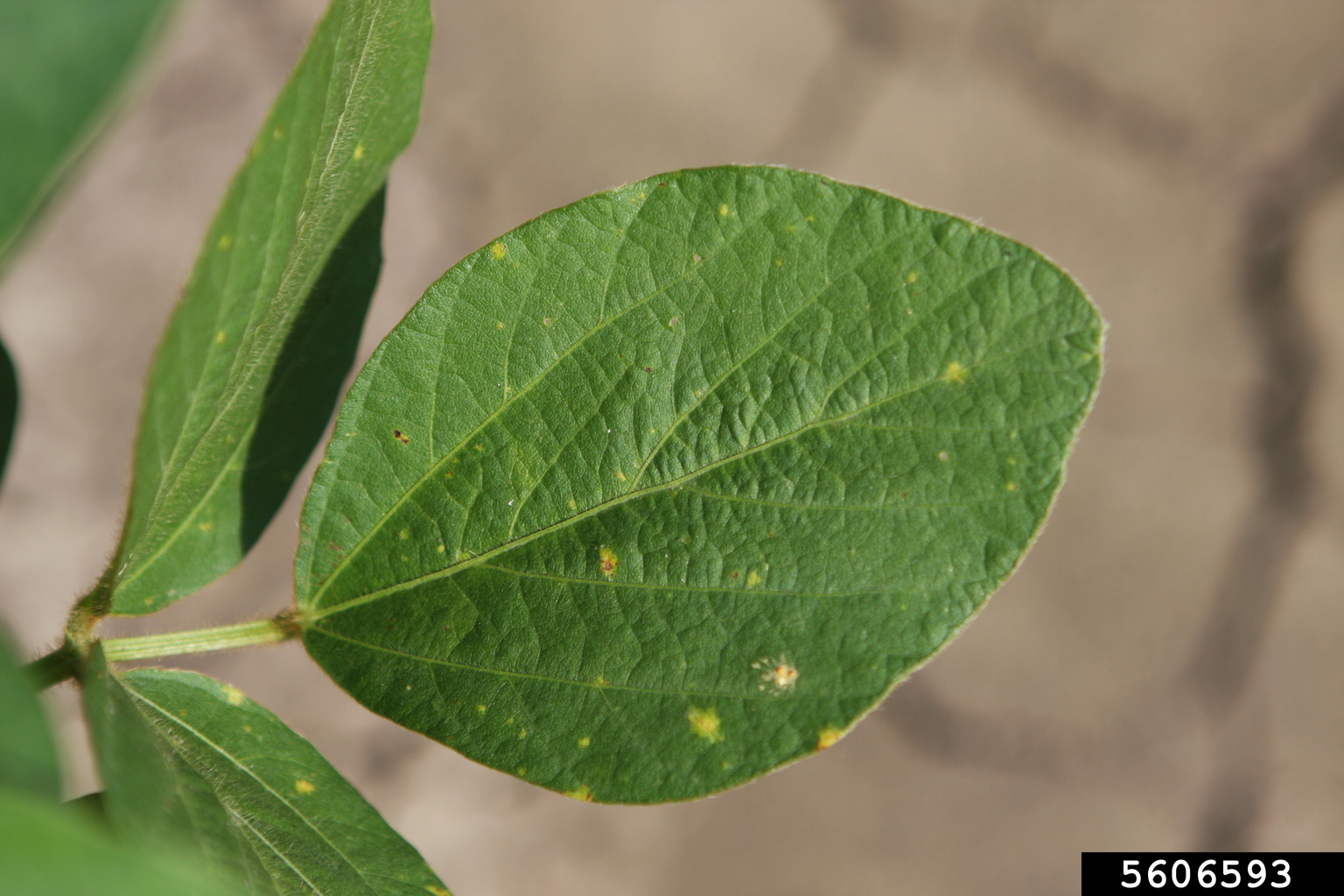 downy mildew (Peronospora manshurica (Naumov) Syd. In Gaum.)