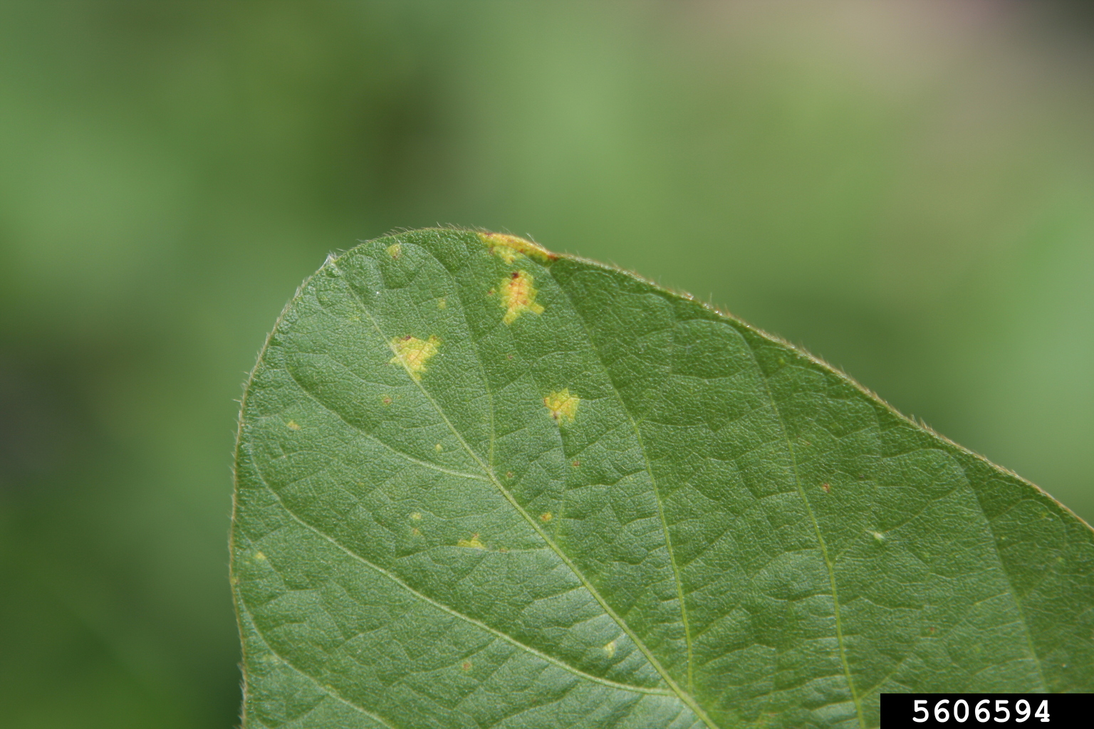 downy mildew (Peronospora manshurica (Naumov) Syd. In Gaum.)