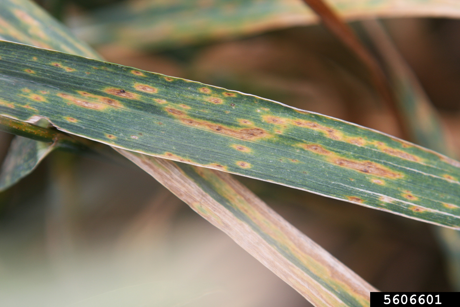 tan spot (Pyrenophora tritici-repentis (Died.) Drechsler)