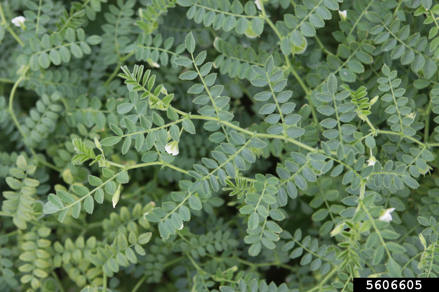 chickpea (Cicer arietinum L.)