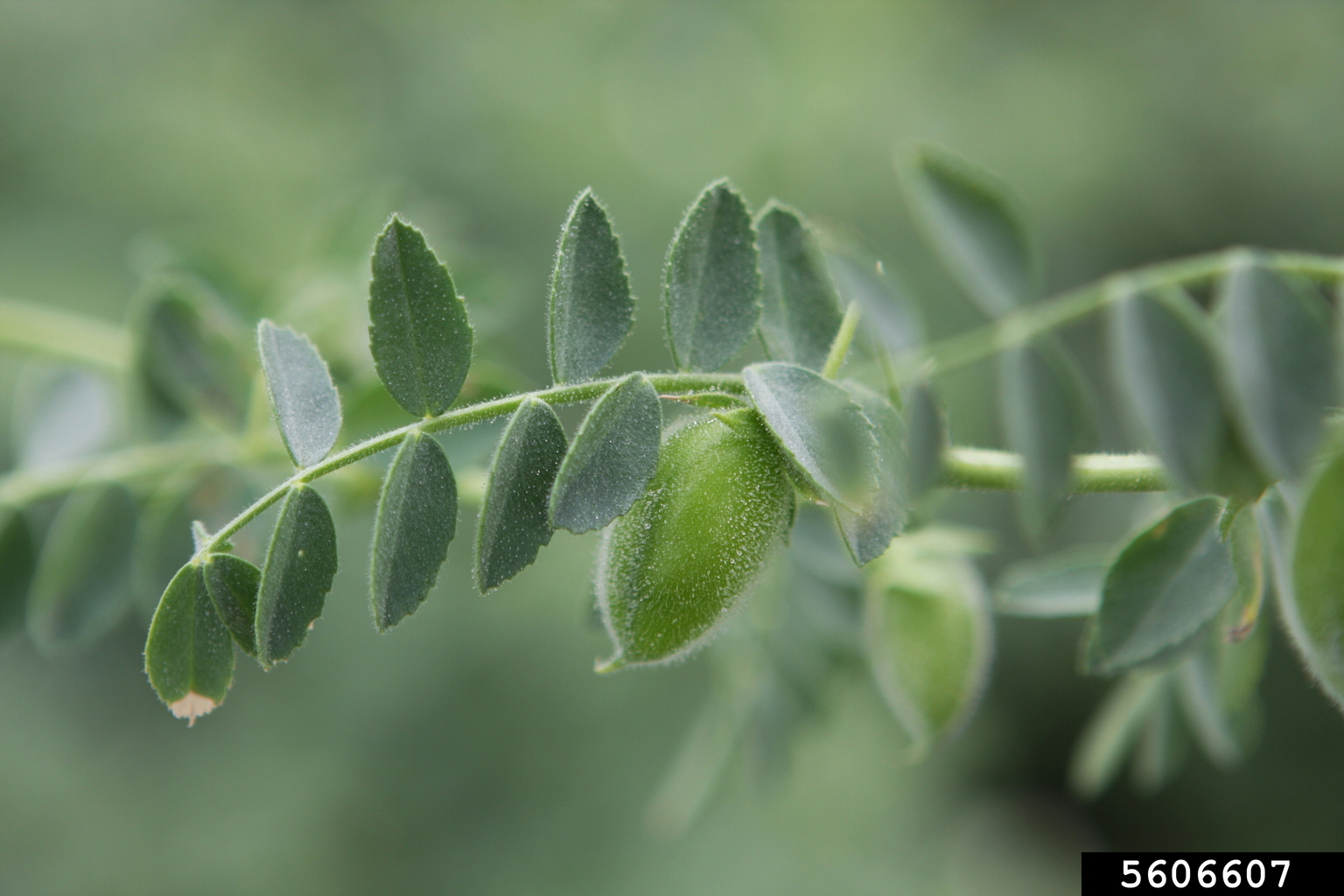 chickpea (Cicer arietinum L.)