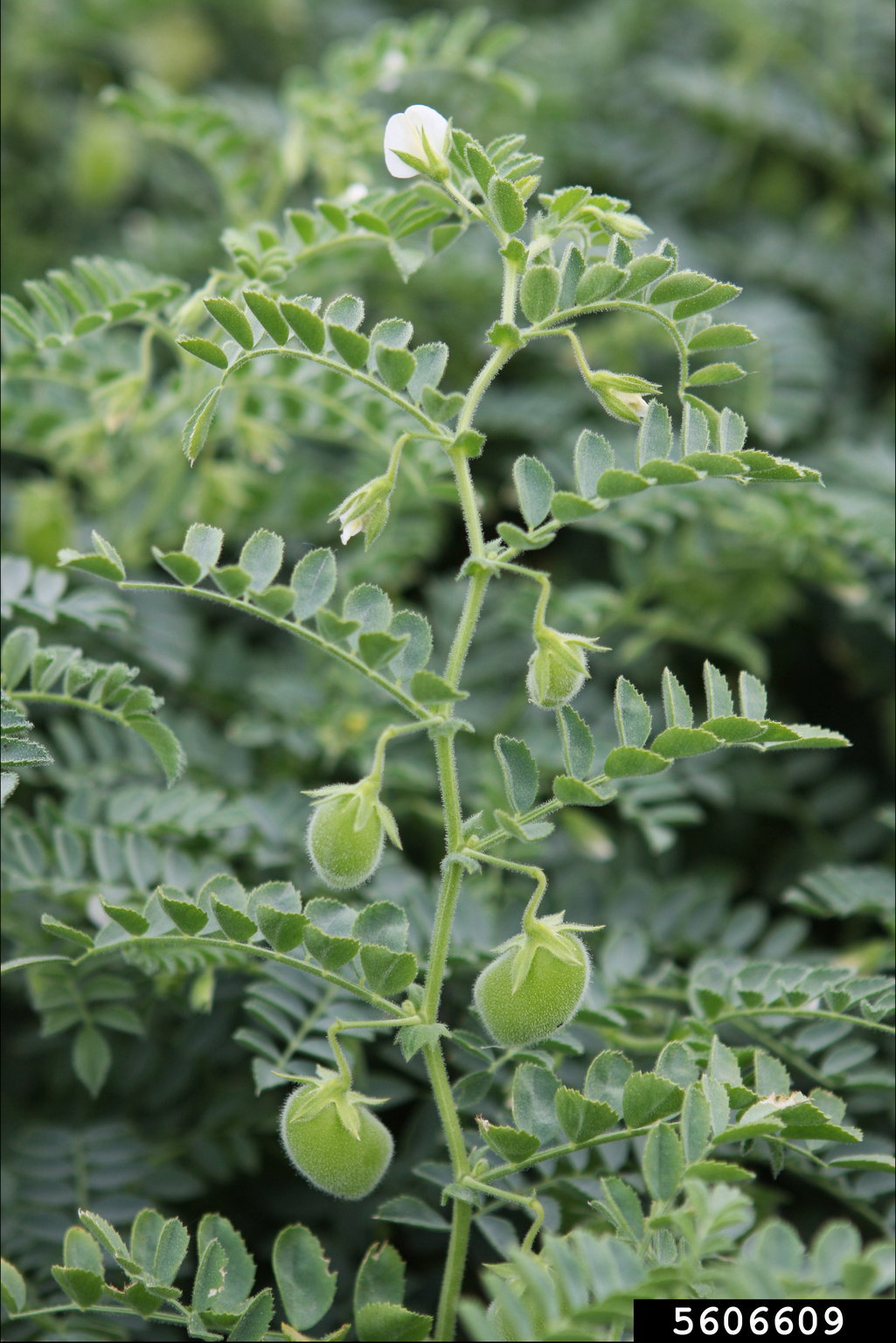 chickpea (Cicer arietinum L.)