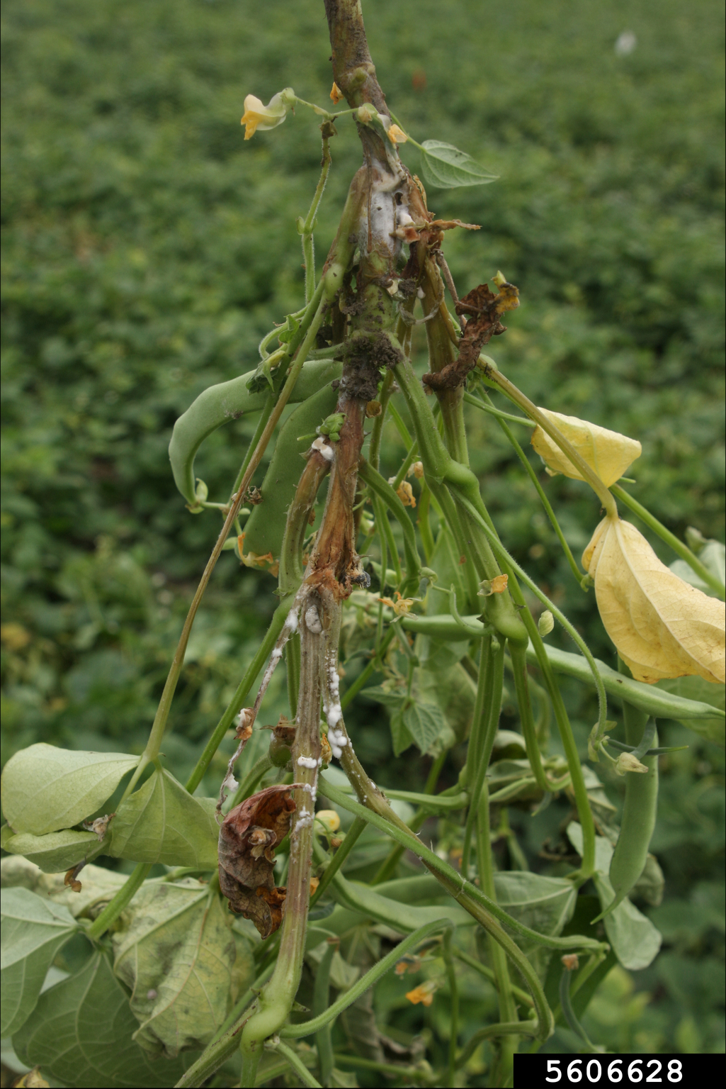 Sclerotinia timber rot (Sclerotinia sclerotiorum (Lib.) de Bary)