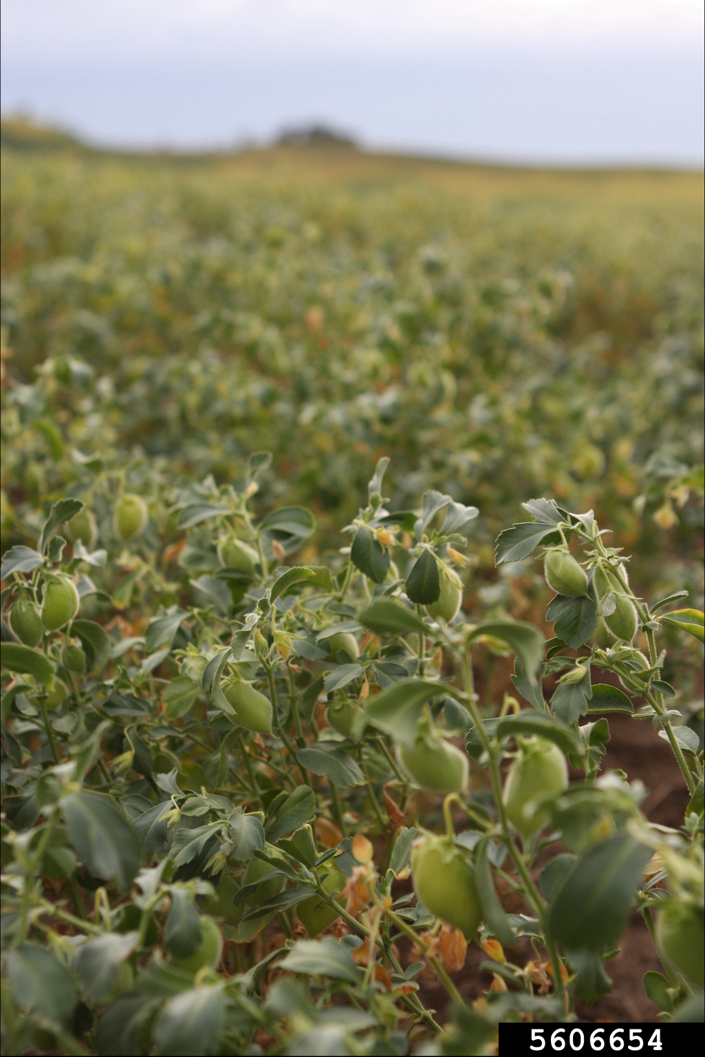 chickpea (Cicer arietinum L.)