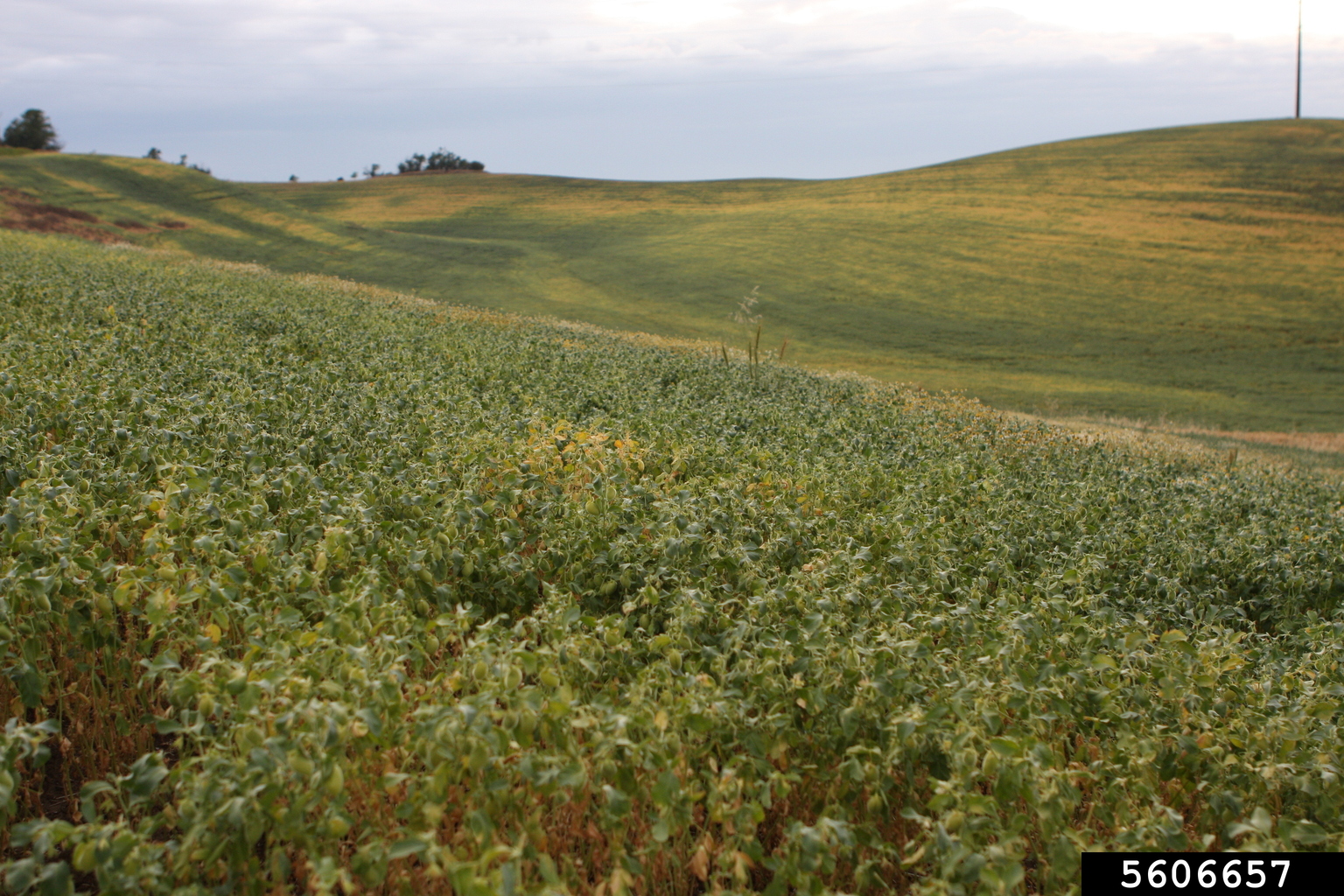 chickpea (Cicer arietinum L.)