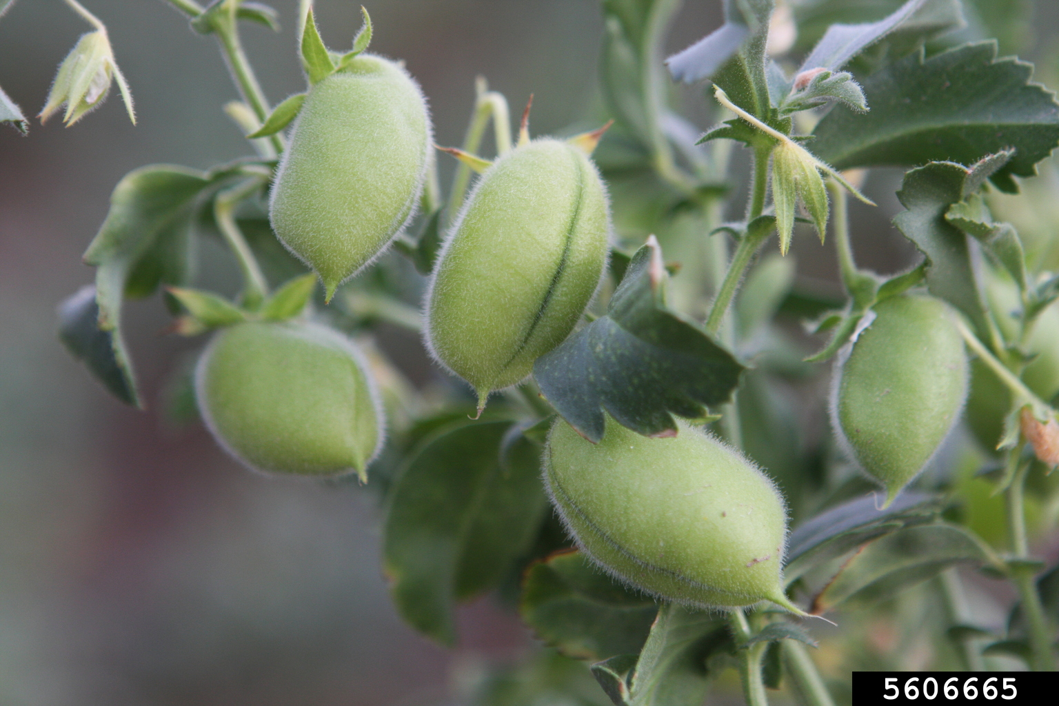 chickpea (Cicer arietinum L.)