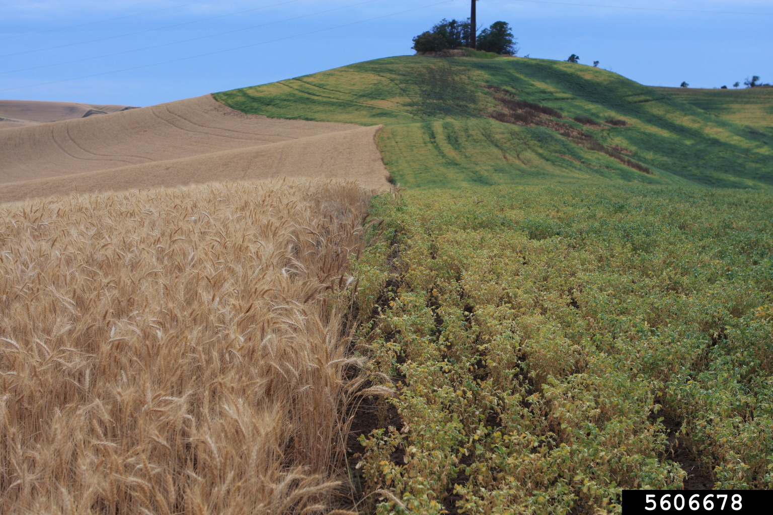 common wheat (Triticum aestivum L.)