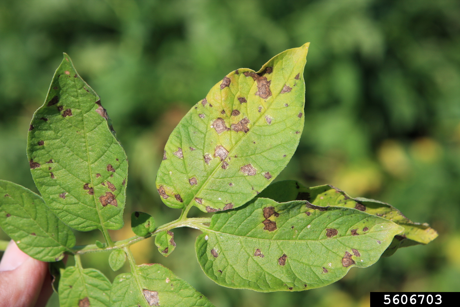 early blight (Alternaria solani Sorauer)