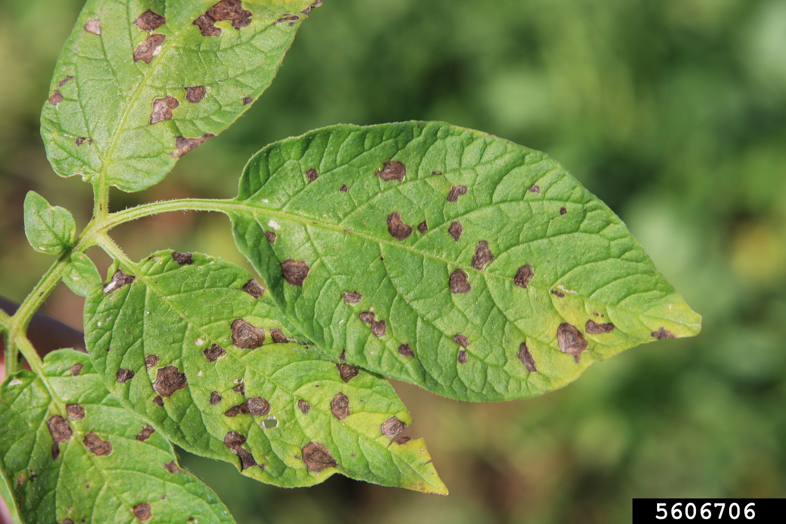 early blight (Alternaria solani)