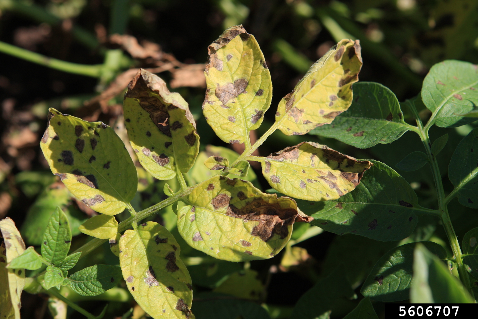 early blight (Alternaria solani)