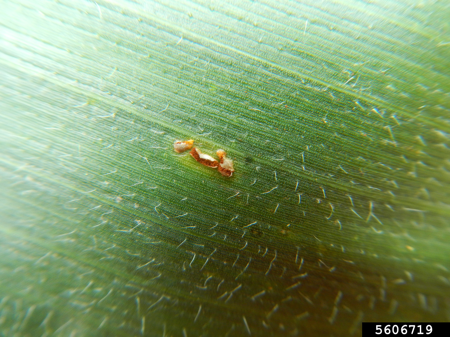 common corn rust (Puccinia sorghi Schwein.)