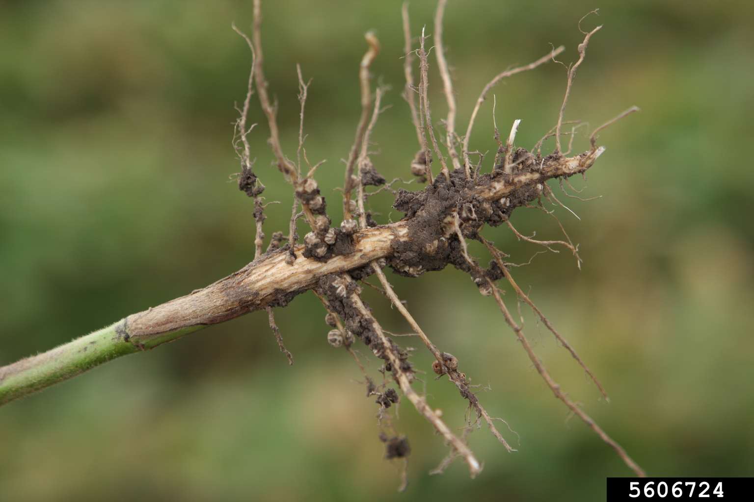 Diagrama De Rizobio Eficiencia En Fijación Biológica De Nitrógeno