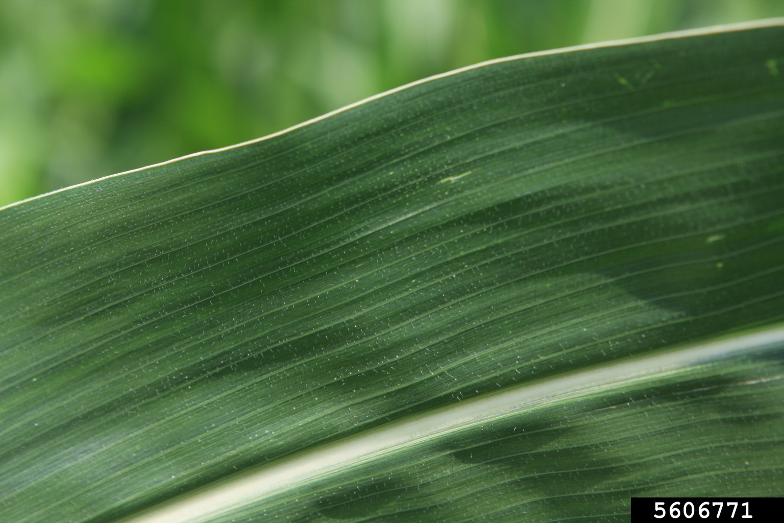 corn (Zea mays L.)