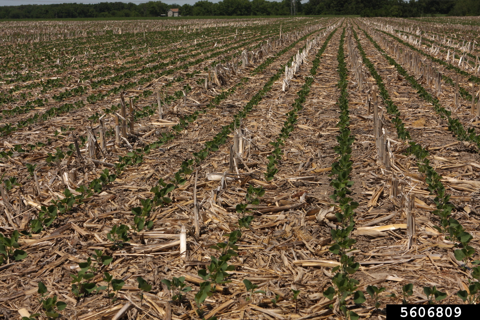 Chinese rose beetle (Adoretus sinicus)