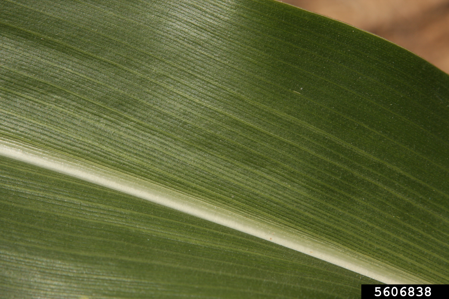 corn (Zea mays L.)