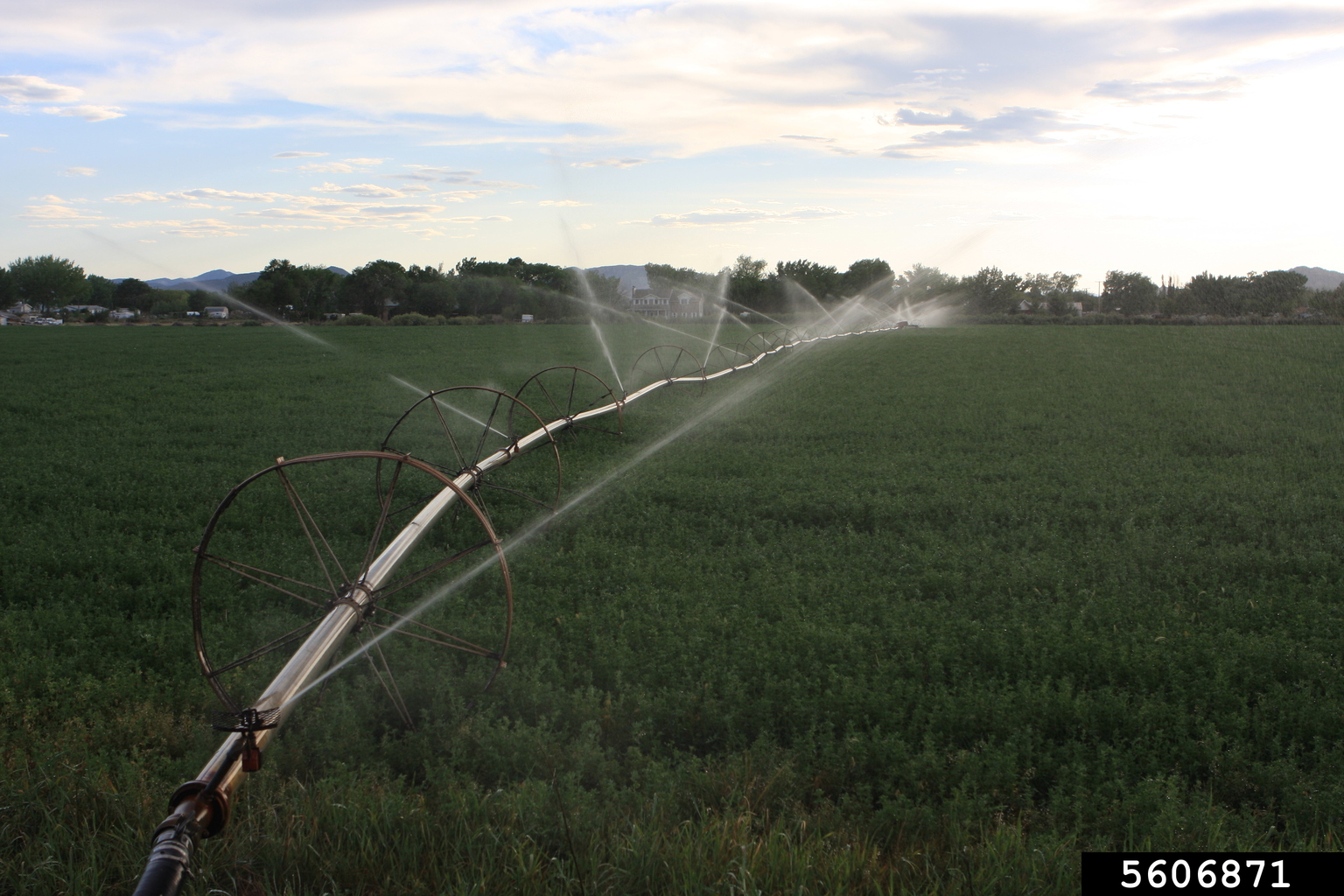 irrigation