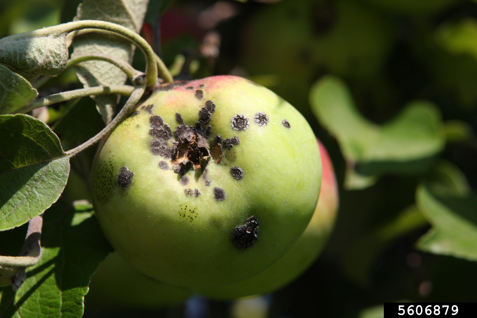 apple scab (Venturia inaequalis (Cooke) G. Wint.)