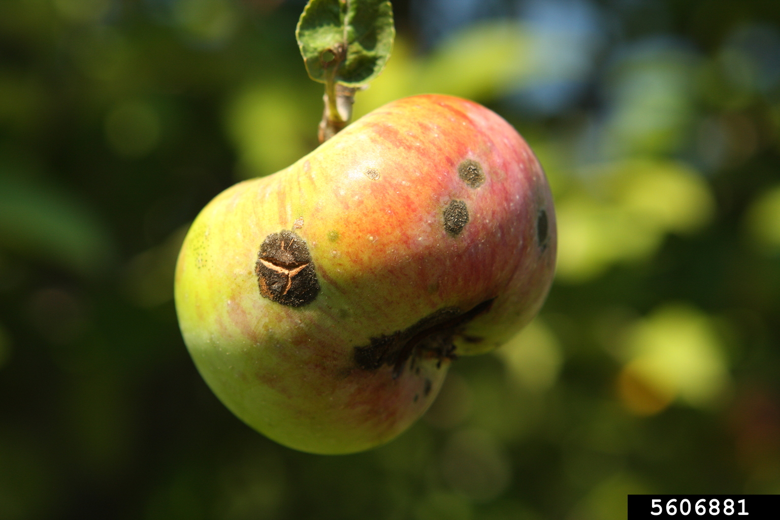 apple scab (Venturia inaequalis (Cooke) G. Wint.)