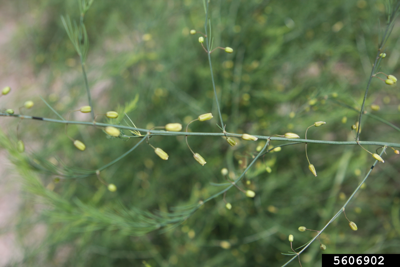 asparagus (Asparagus officinalis)