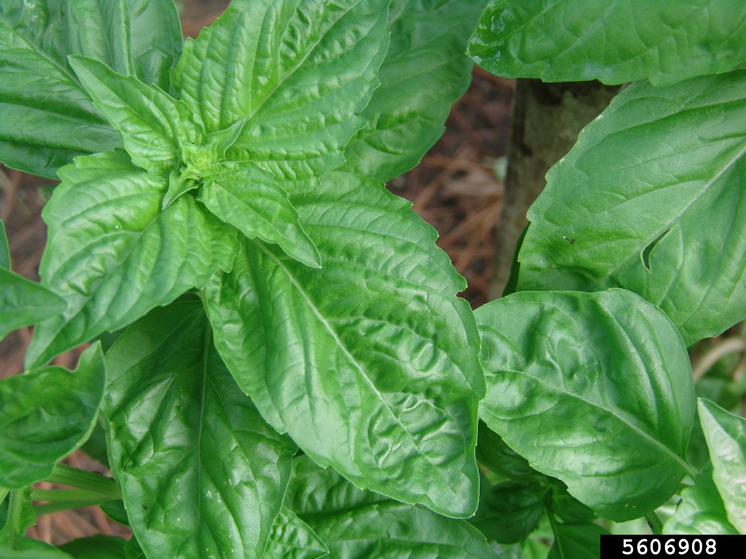 basil (Genus Ocimum L.)