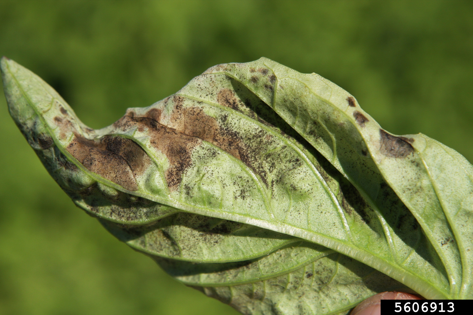 basil downy mildew (Peronospora belbahrii Thines 2009)