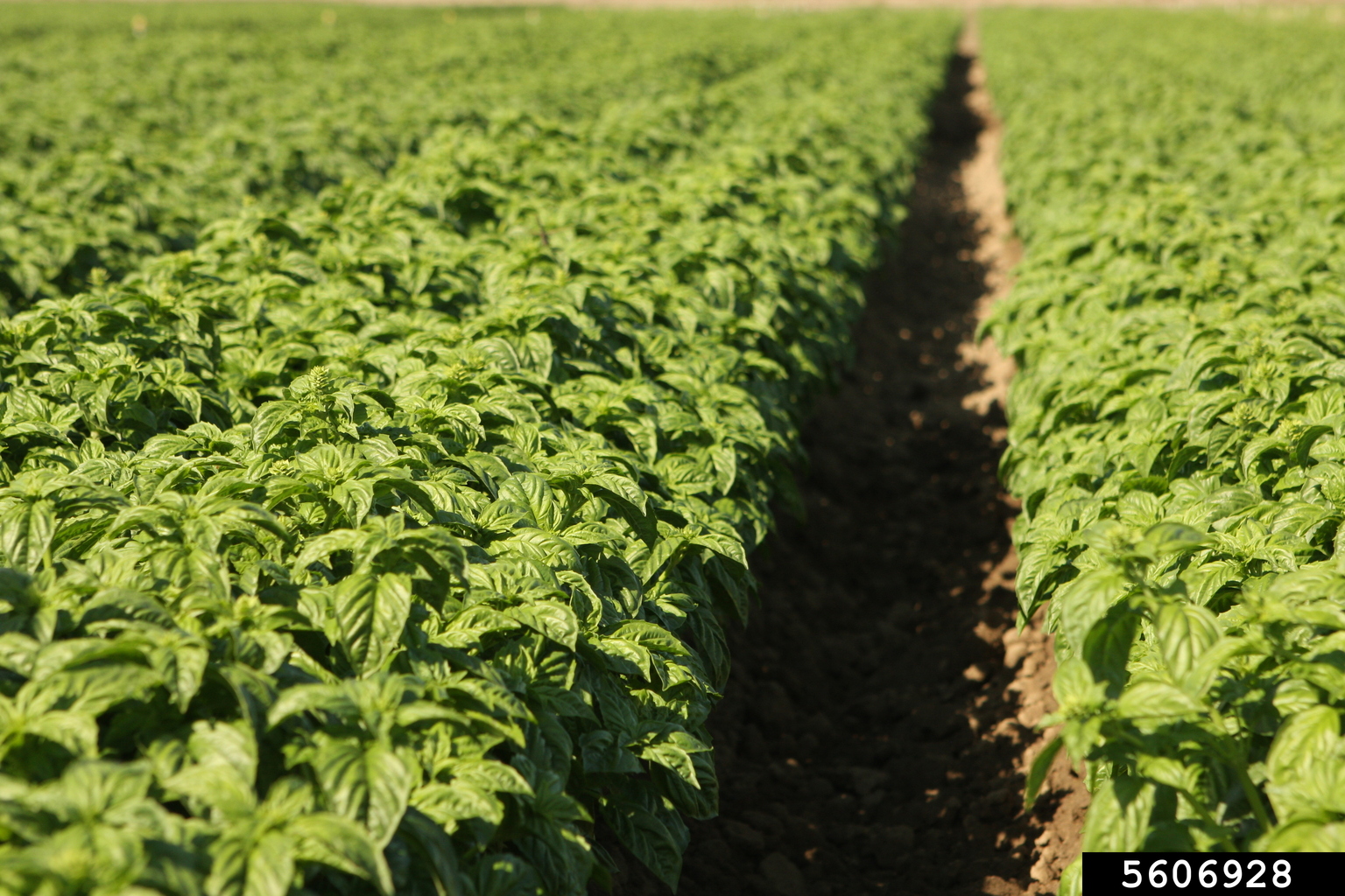 basil (Genus Ocimum L.)