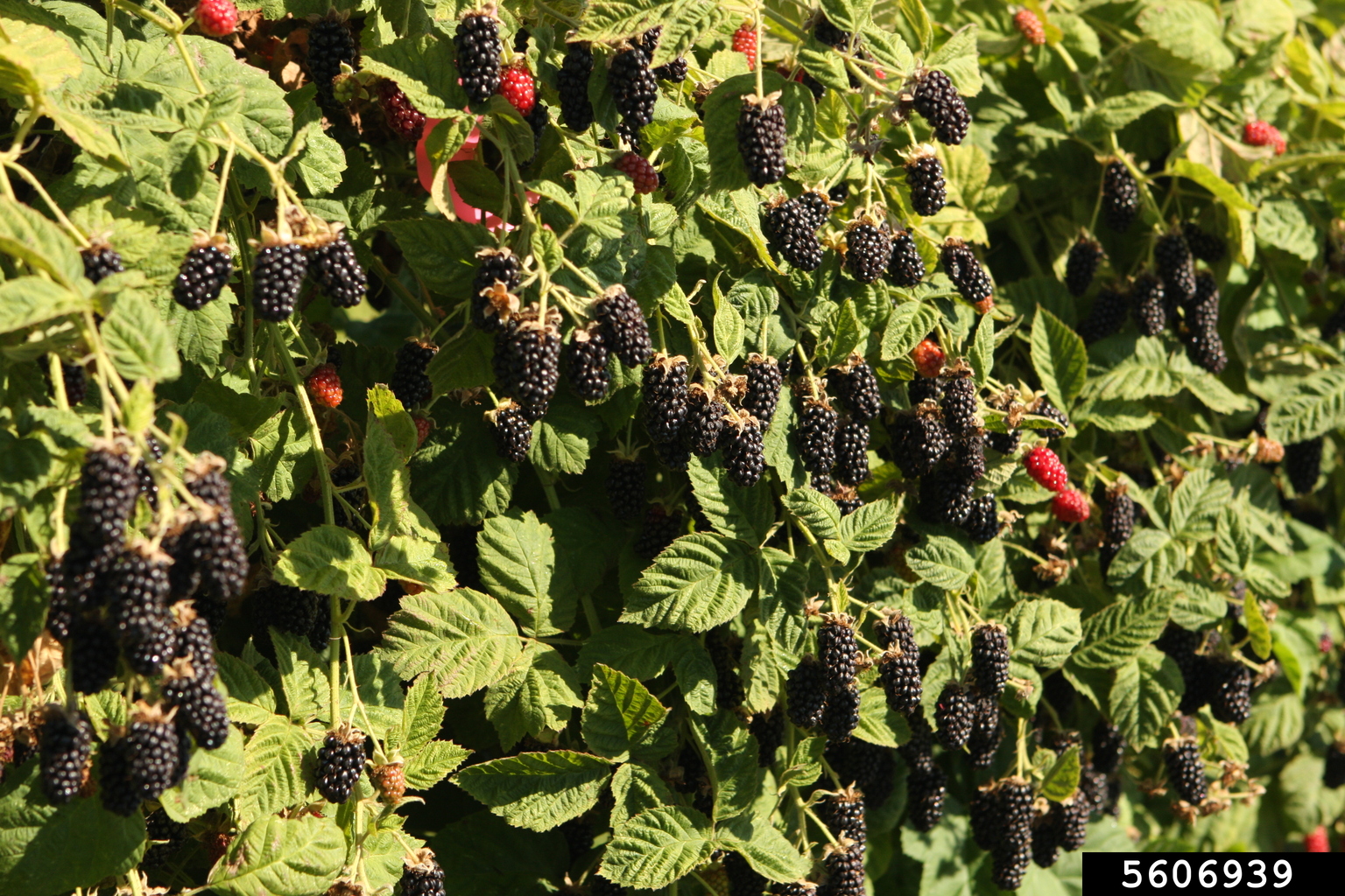 cane fruit (blackberry, raspberry) (Genus Rubus)