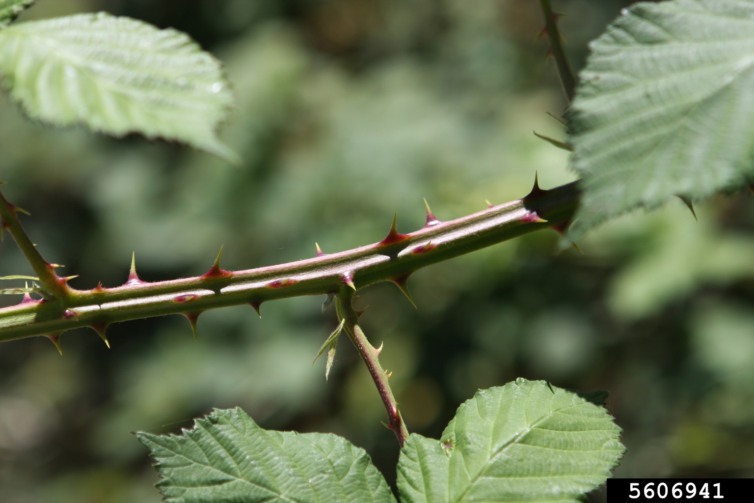 Himalayan blackberry (Rubus bifrons Vest ex Tratt.)
