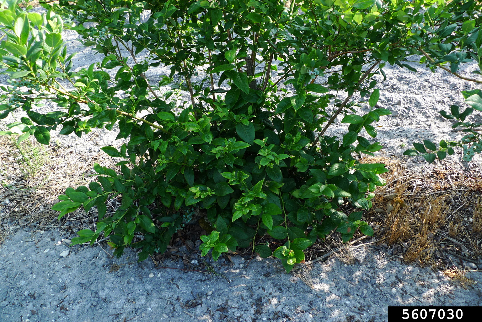 Blueberry stunt (Candidatus Phytoplasma asteris-related strain BBS1)