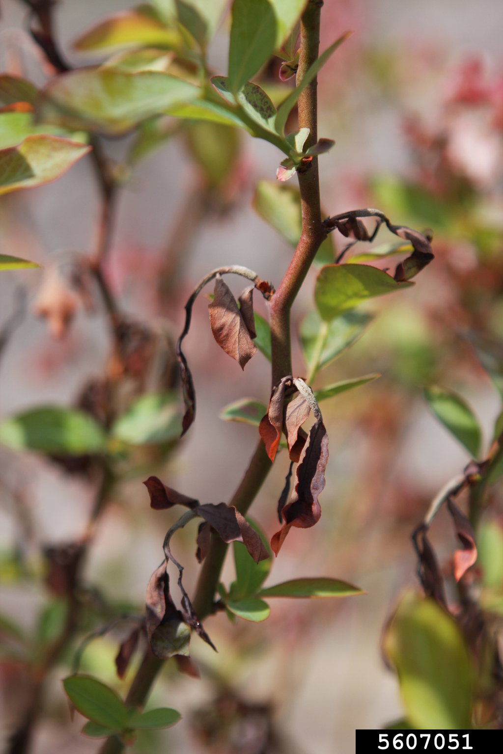 mummy berry (Monilinia vaccinii-corymbosi (J.M. Reade) Honey)