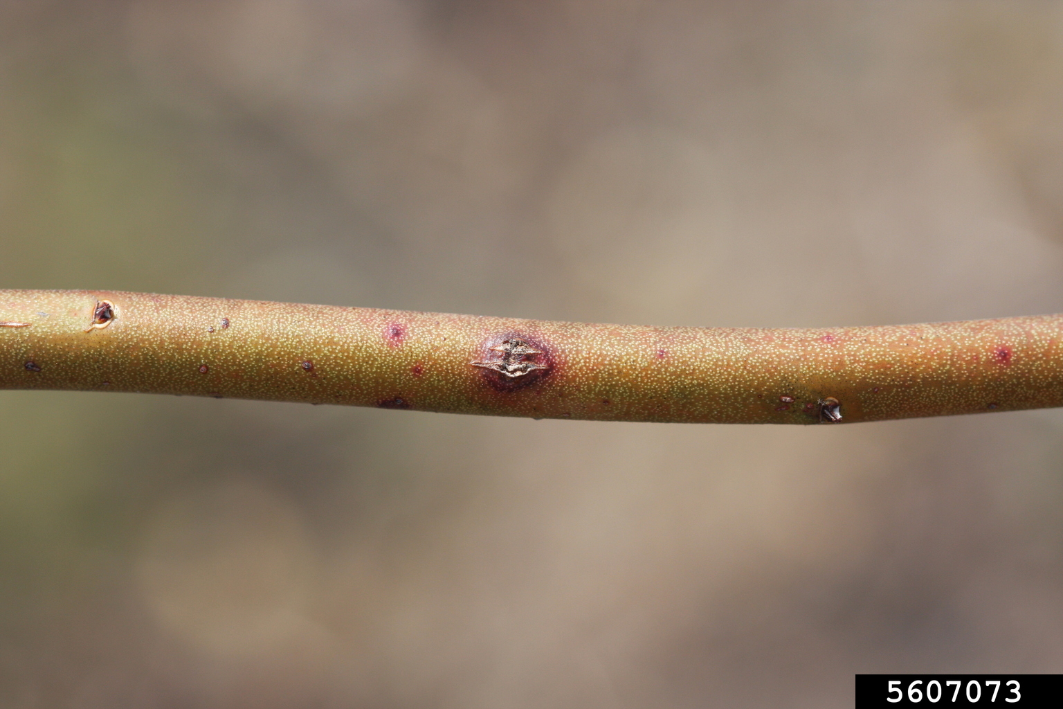 Botryosphaeria fungus (Botryosphaeria corticis (Demaree & Wilcox) Arx ...