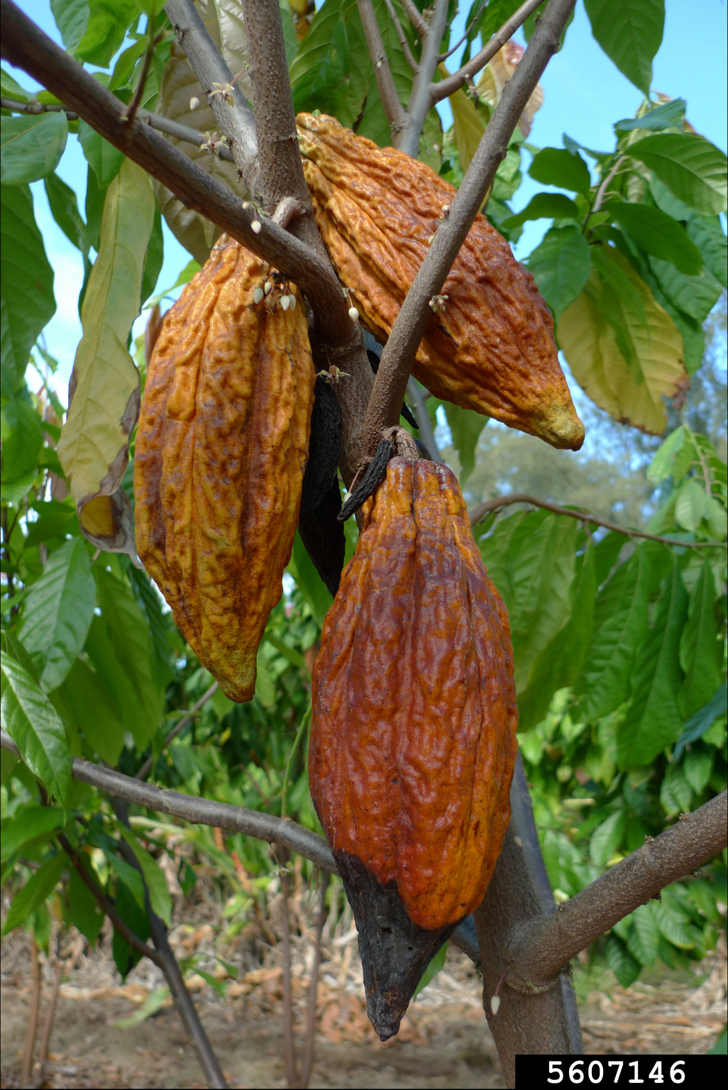 cacao (Theobroma cacao L.)