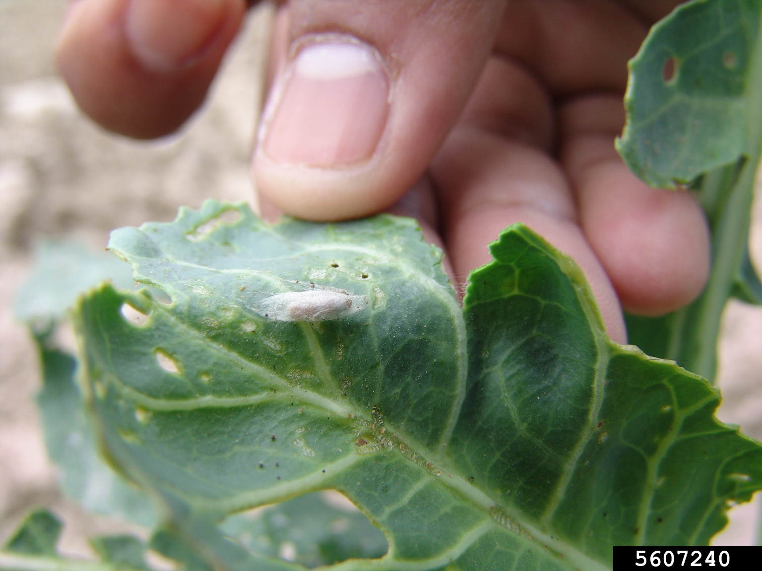 diamondback moth (Plutella xylostella (Linnaeus))