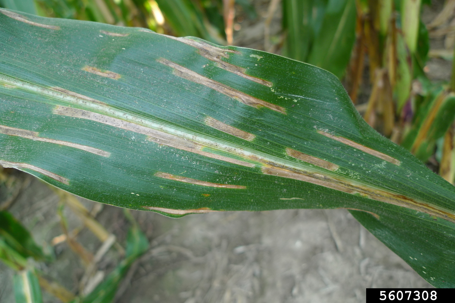 gray leaf spot (Cercospora zeae-maydis Tehon & E.Y. Daniels)