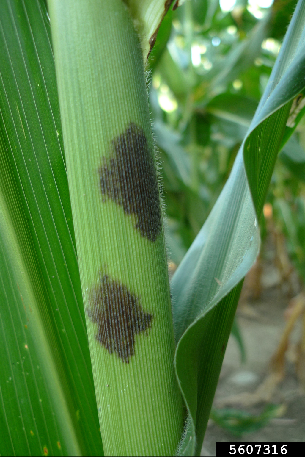 brown spot of corn (Physoderma maydis (Miyabe) Miyabe)