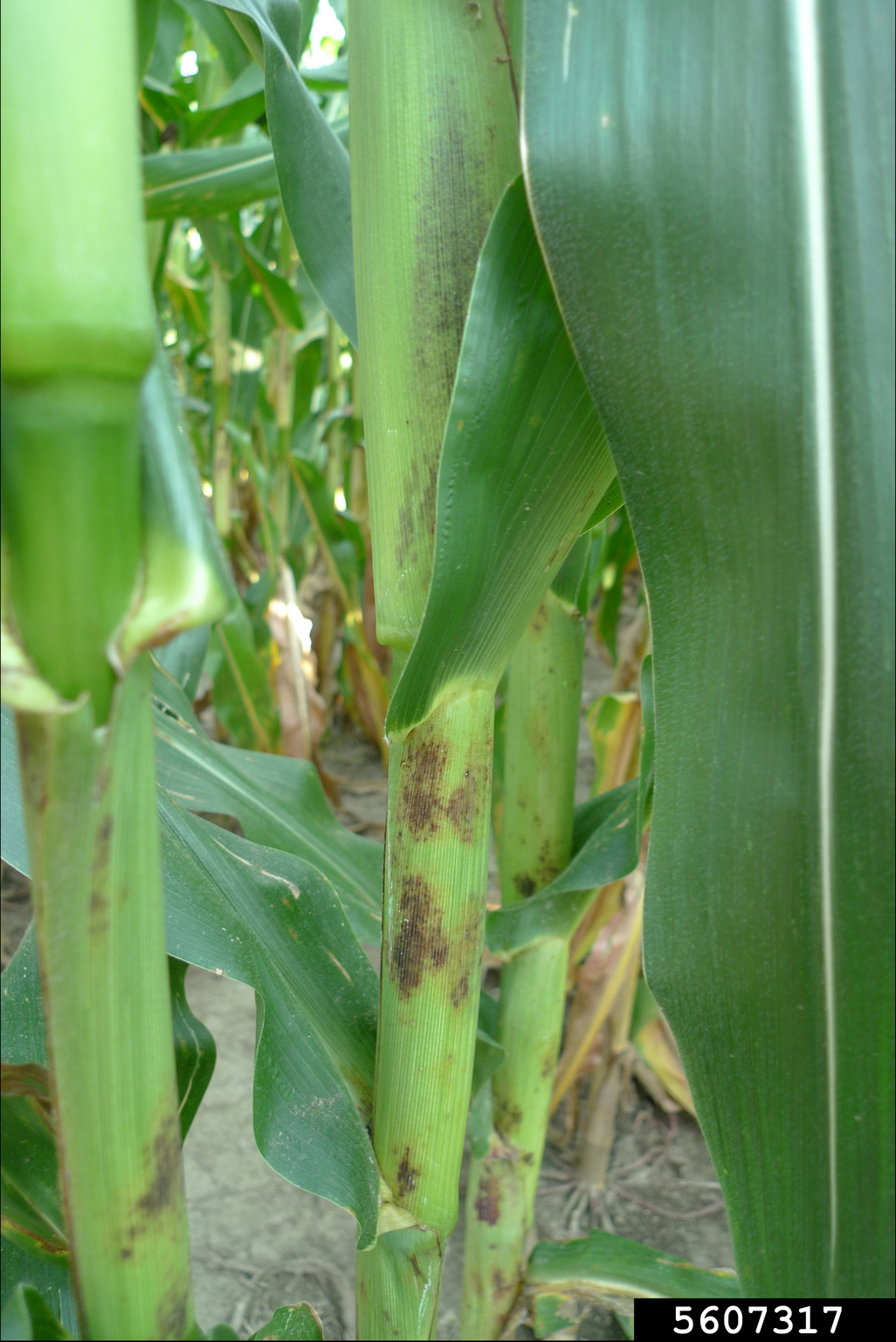 brown spot of corn (Physoderma maydis (Miyabe) Miyabe)