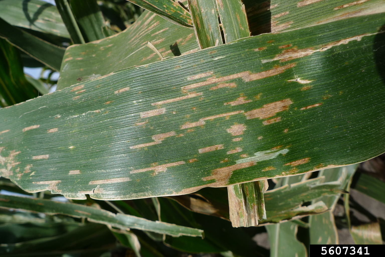 gray leaf spot (Cercospora zeae-maydis Tehon & E.Y. Daniels)