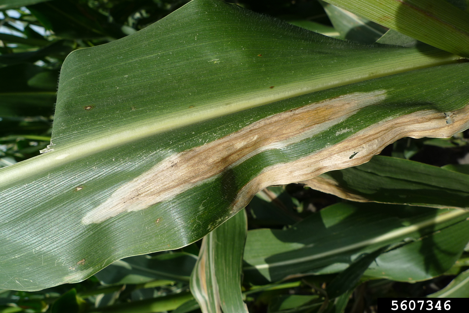 gray leaf spot (Cercospora zeae-maydis Tehon & E.Y. Daniels)