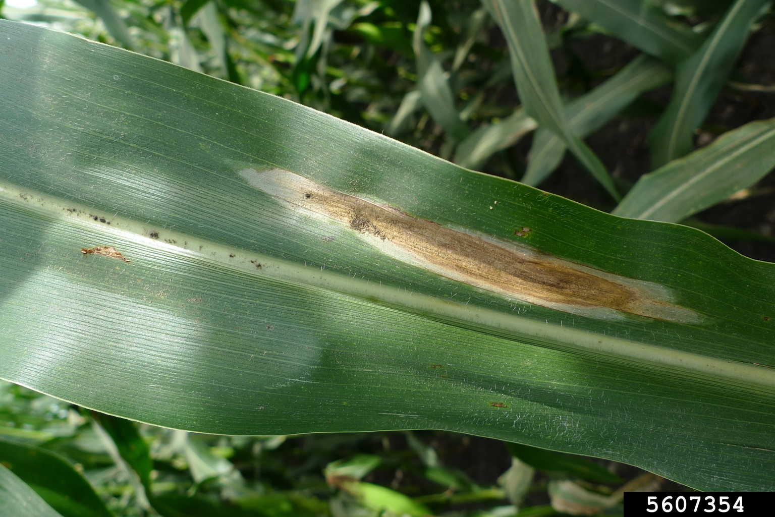Northern Corn Leaf Spot