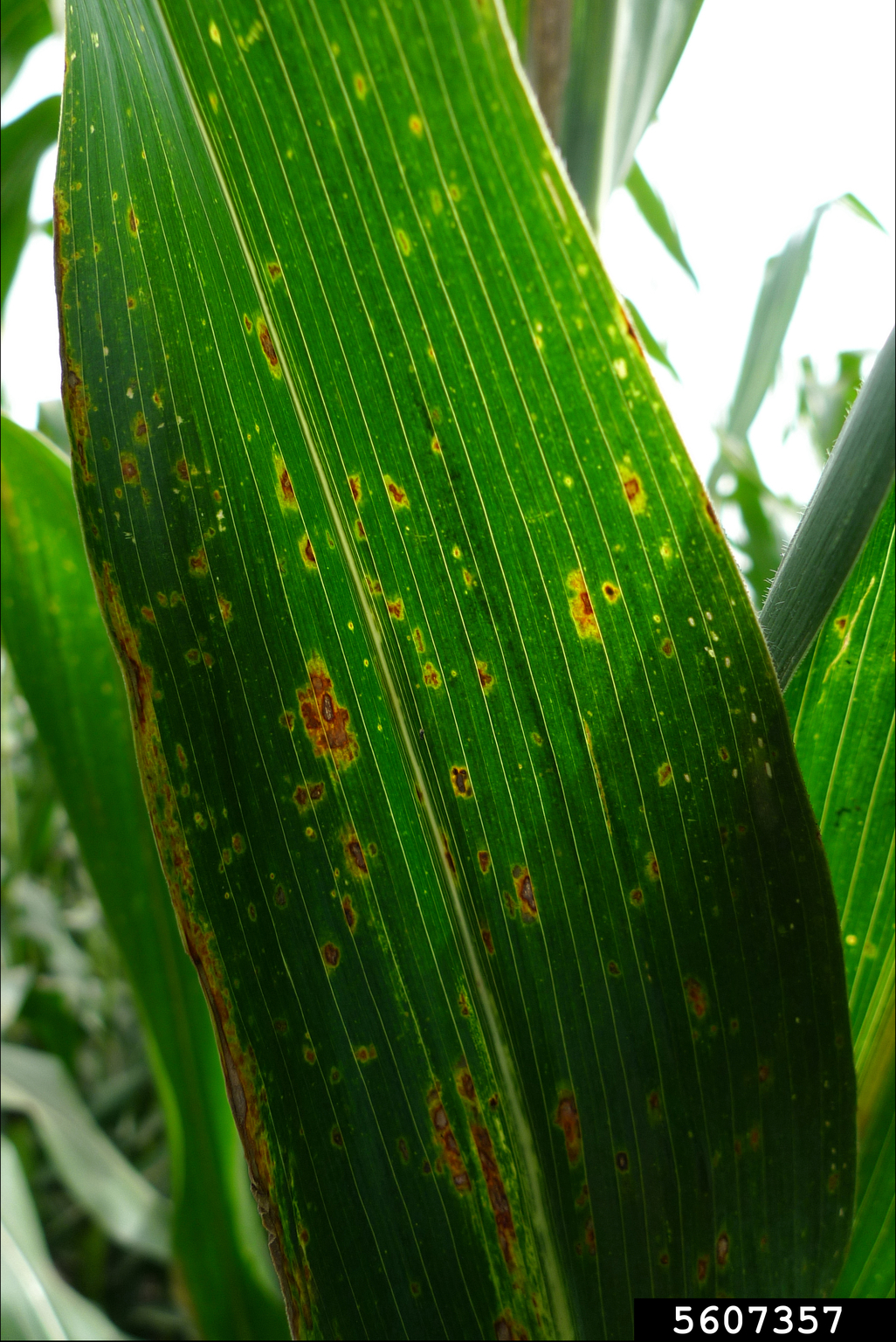 Gray leaf spot (Cercospora zeae-maydis Tehon & E.Y. Daniels)