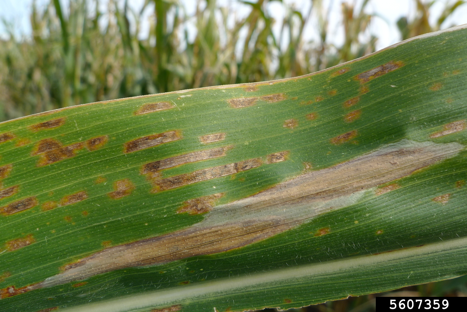 northern corn leaf blight (Exserohilum turcicum)