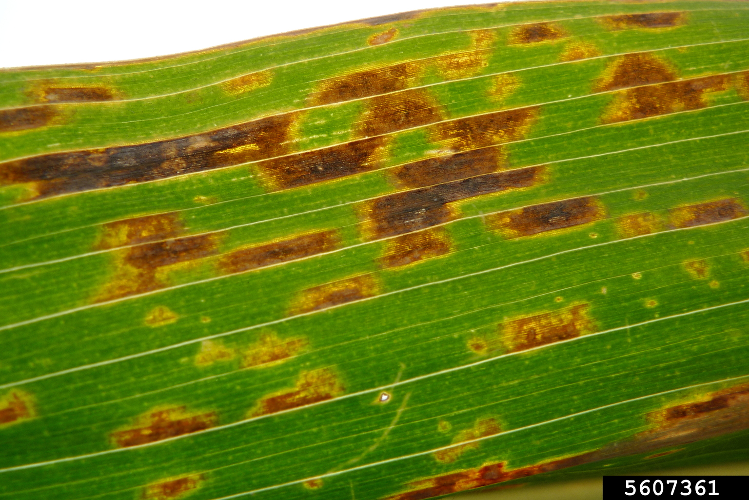 gray leaf spot (Cercospora zeae-maydis Tehon & E.Y. Daniels)