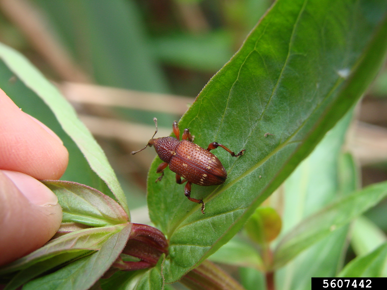 purple loosestrife root mining weevil (Hylobius transversovittatus)