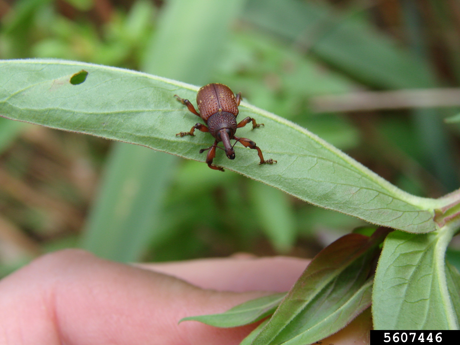 purple loosestrife root mining weevil (Hylobius transversovittatus ...