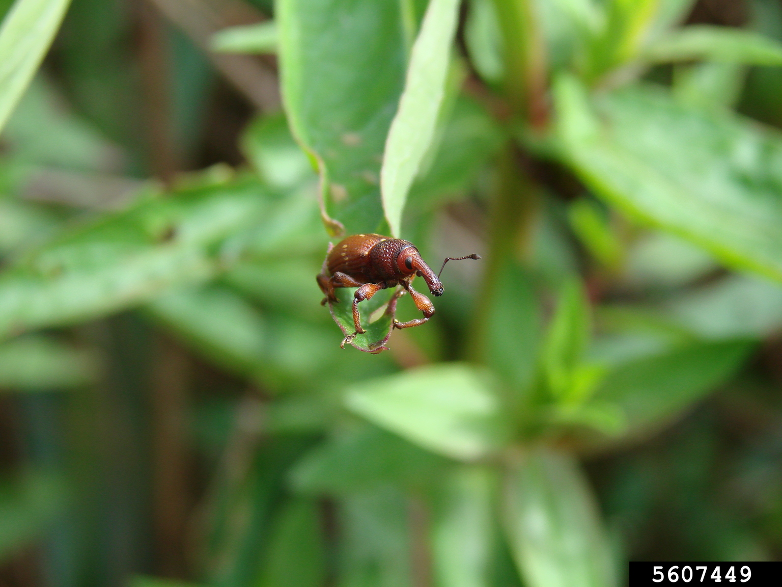 purple loosestrife root mining weevil (Hylobius transversovittatus)